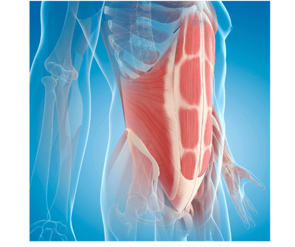 Antéversion et Rétroversion du bassin