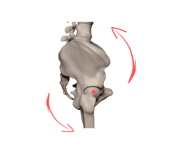 Antéversion et Rétroversion du bassin