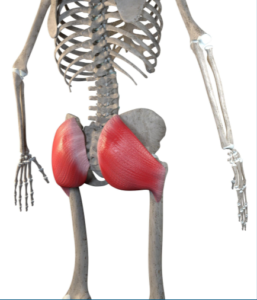 Antéversion et Rétroversion du bassin